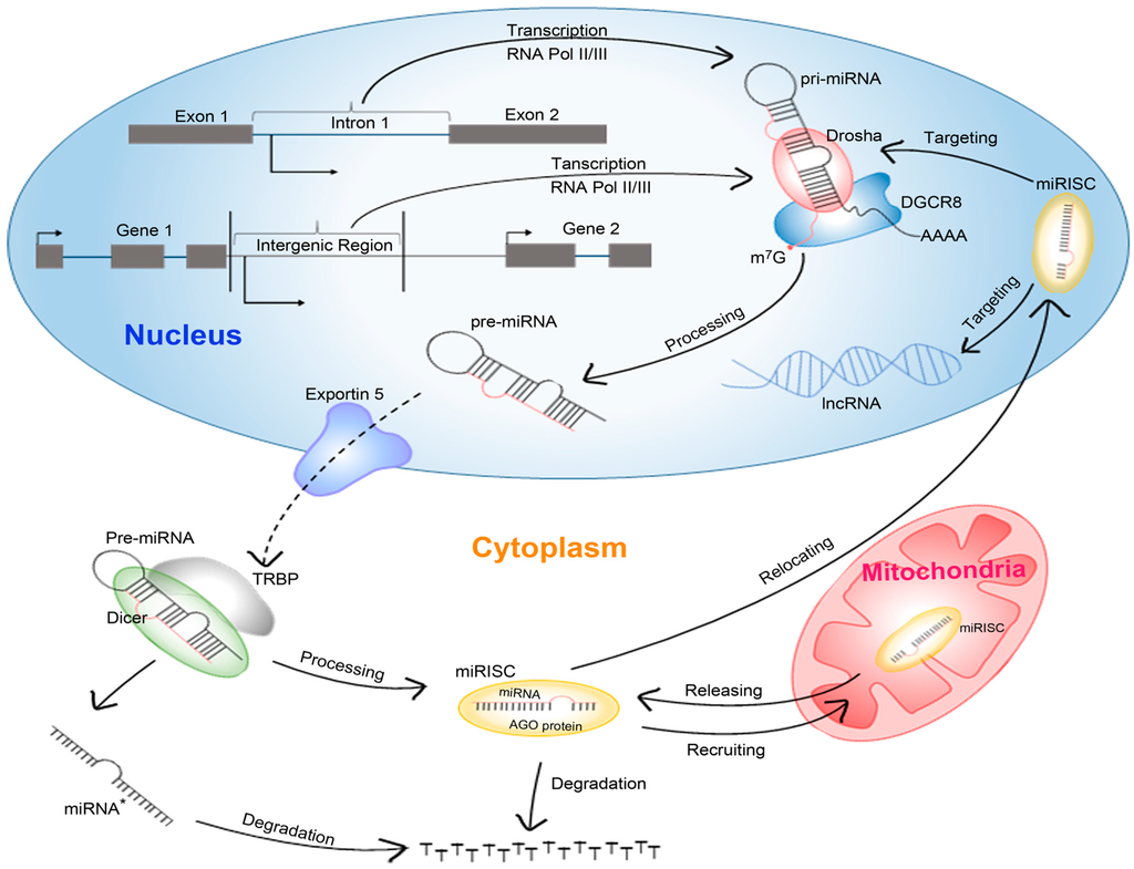 MicroRNAs: Key Regulators in the Central Nervous System and Their ...