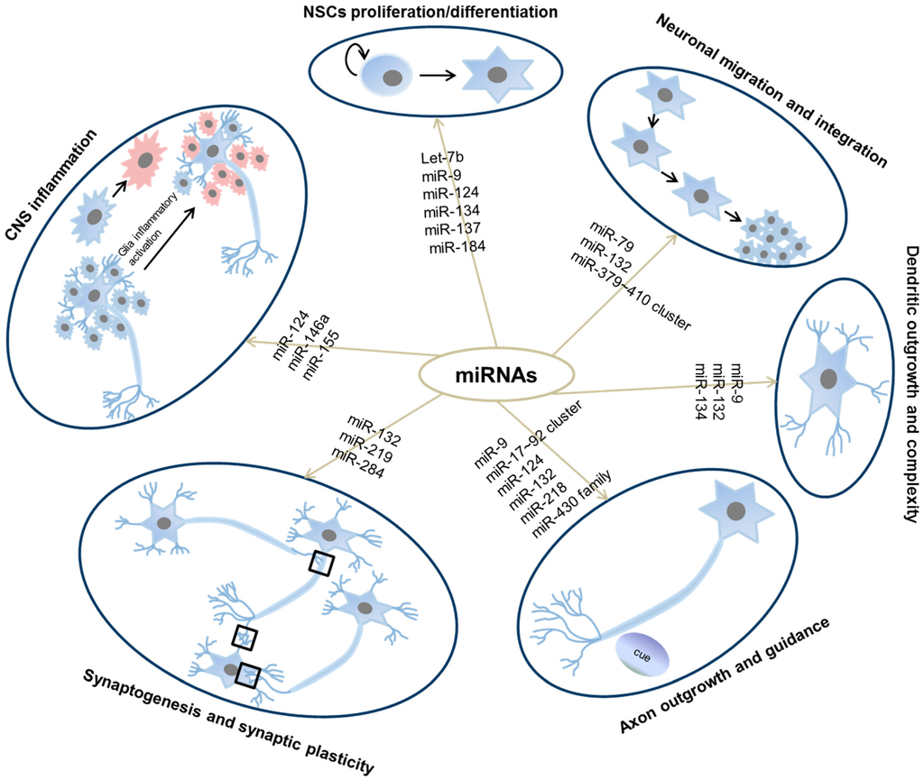 MicroRNAs: Key Regulators in the Central Nervous System and Their ...