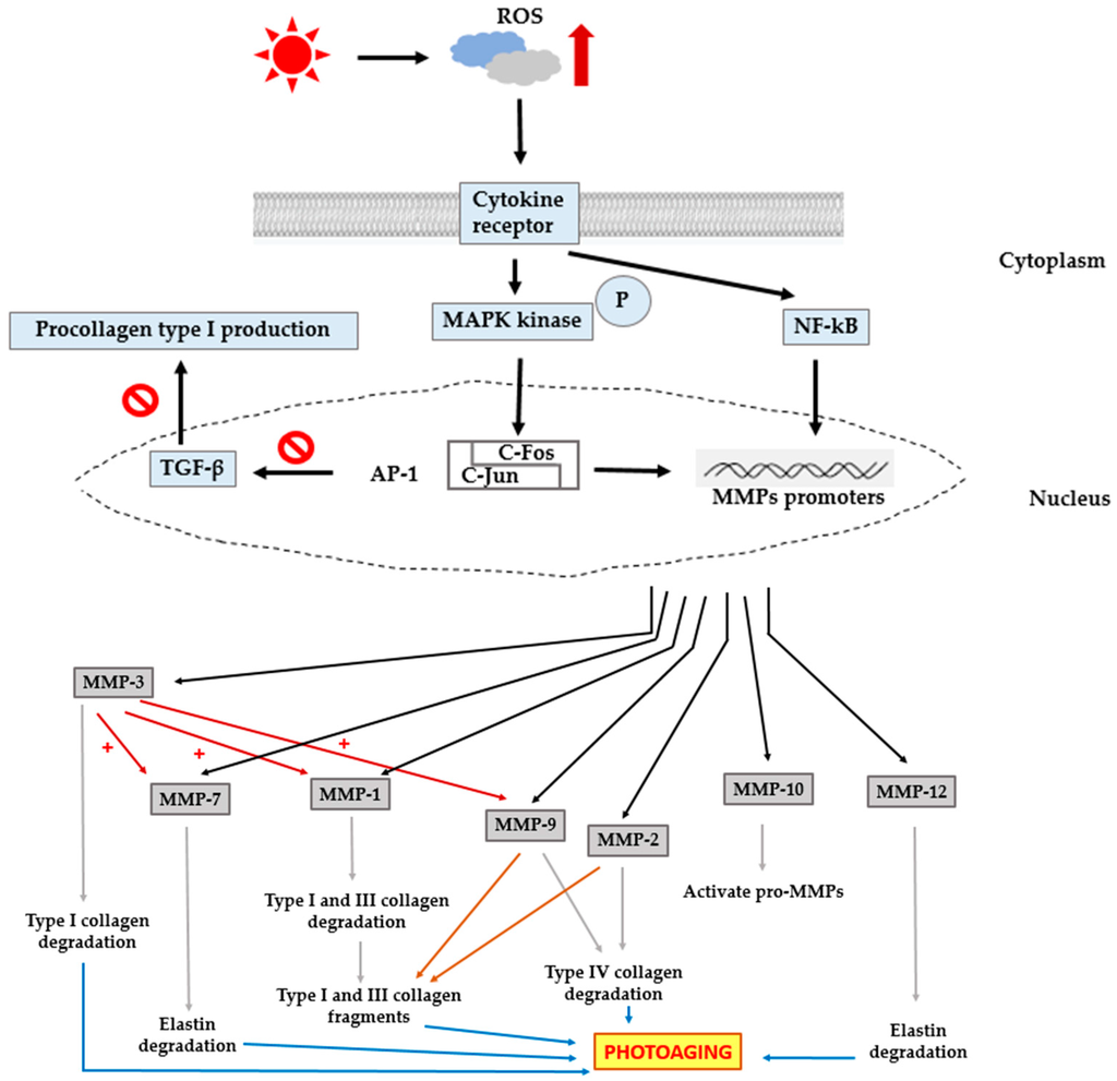 Role of Matrix Metalloproteinases in Photoaging and Photocarcinogenesis