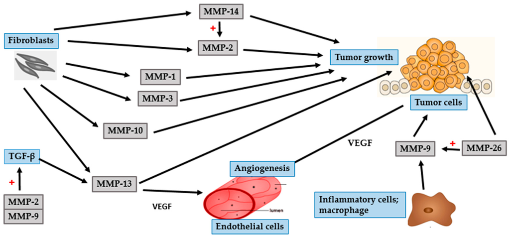Role of Matrix Metalloproteinases in Photoaging and Photocarcinogenesis