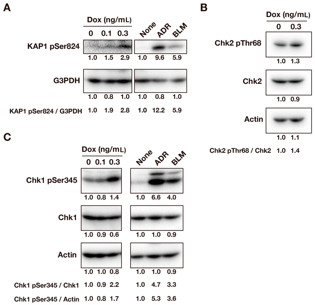 IJMS | Free Full-Text | v-Src Causes Chromosome Bridges in a Caffeine ...