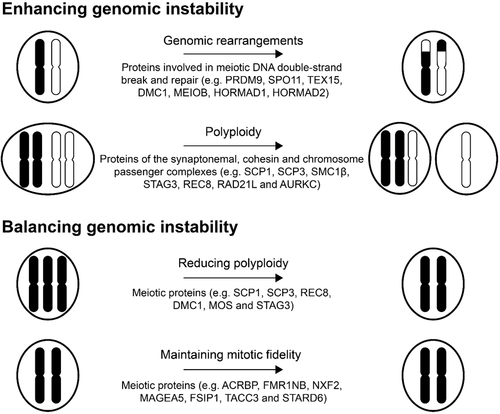 Ectopic Expression of Testis Germ Cell Proteins in Cancer and Its ...