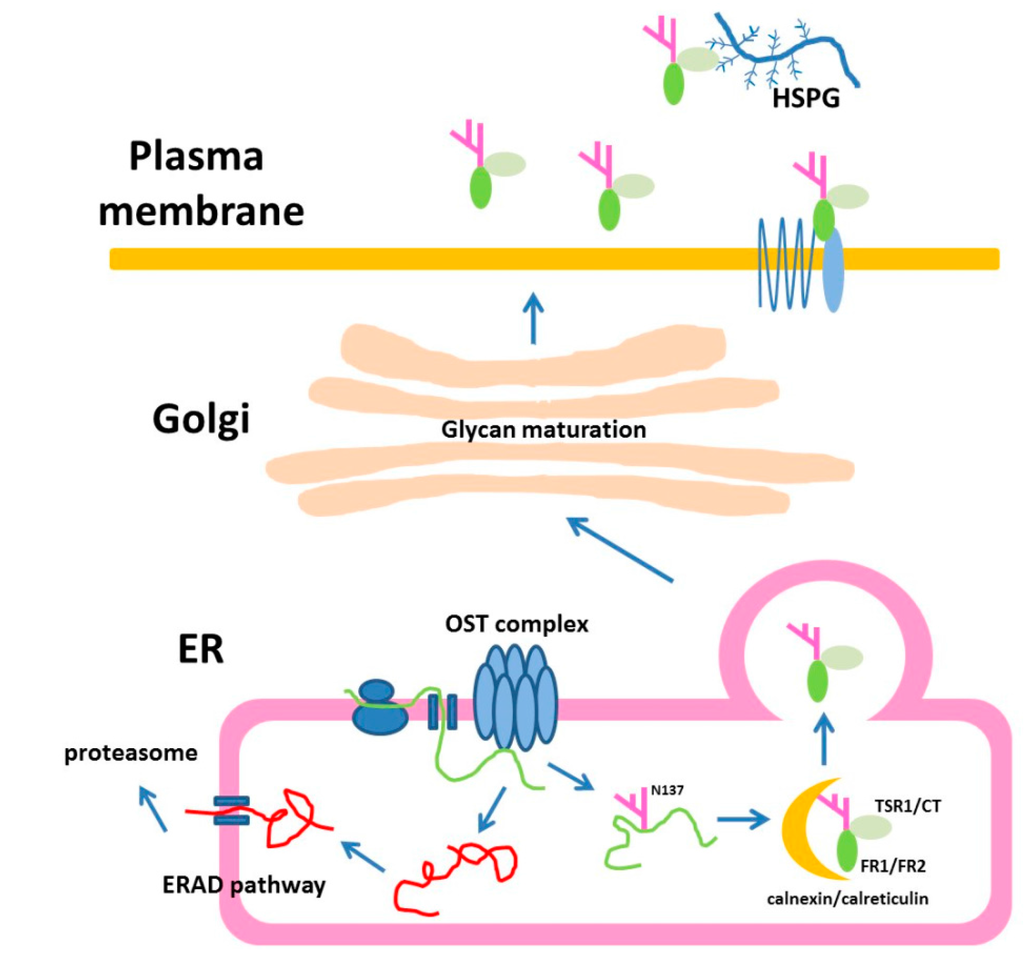 IJMS | Special Issue : Glycosylation and Glycoproteins