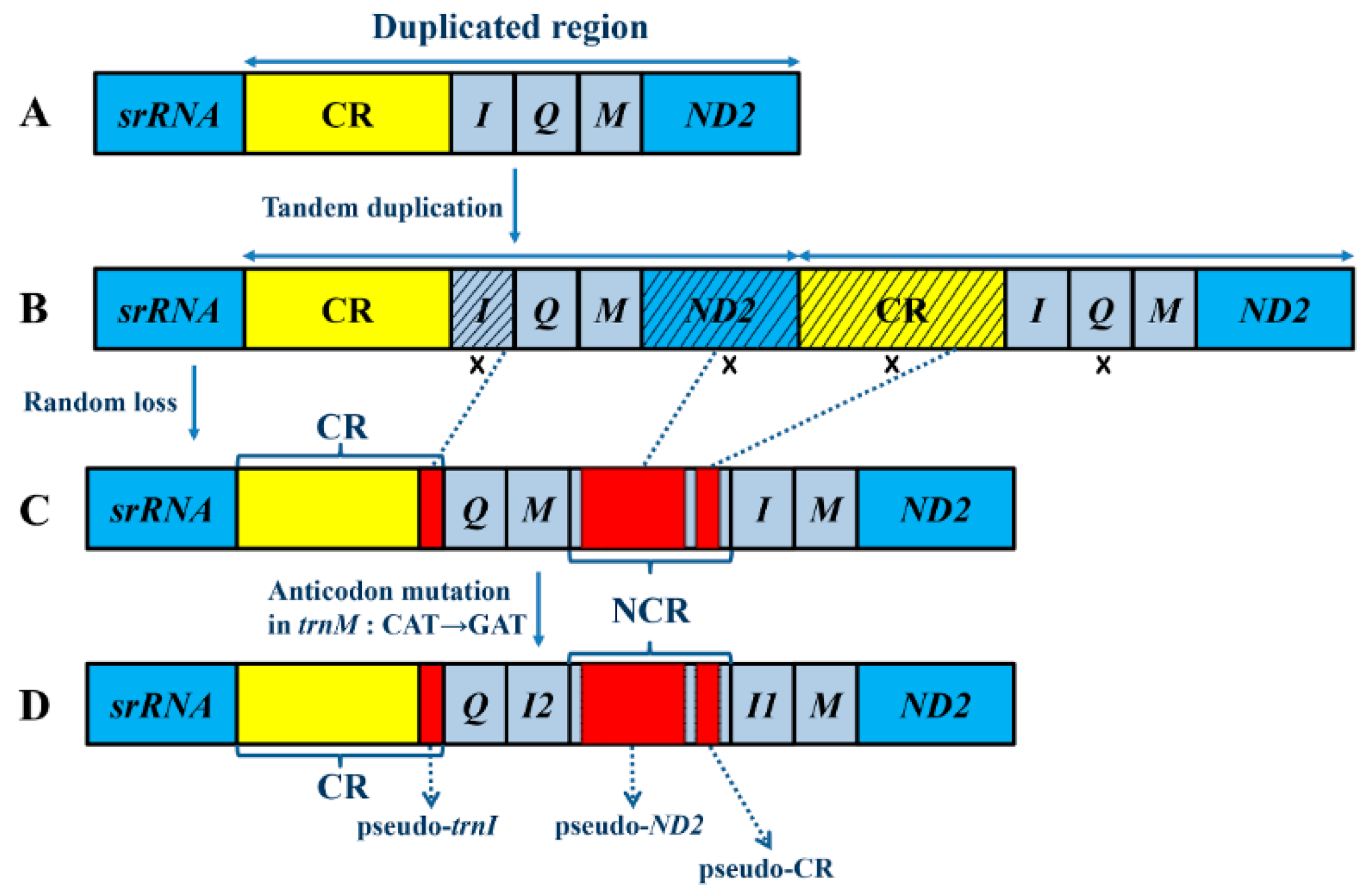 Duplication Mutation