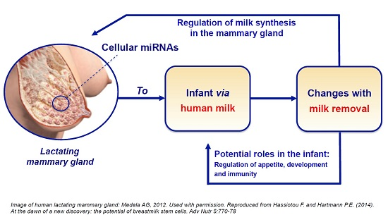 IJMS | Free Full-Text | Human Milk Cells Contain Numerous miRNAs that ...