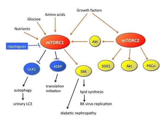 IJMS | Free Full-Text | Role of mTOR Inhibitors in Kidney Disease