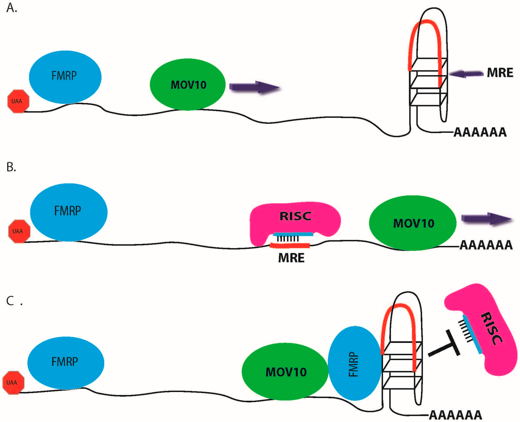 RNA Secondary Structure Modulates FMRP’s Bi-Functional Role in the ...