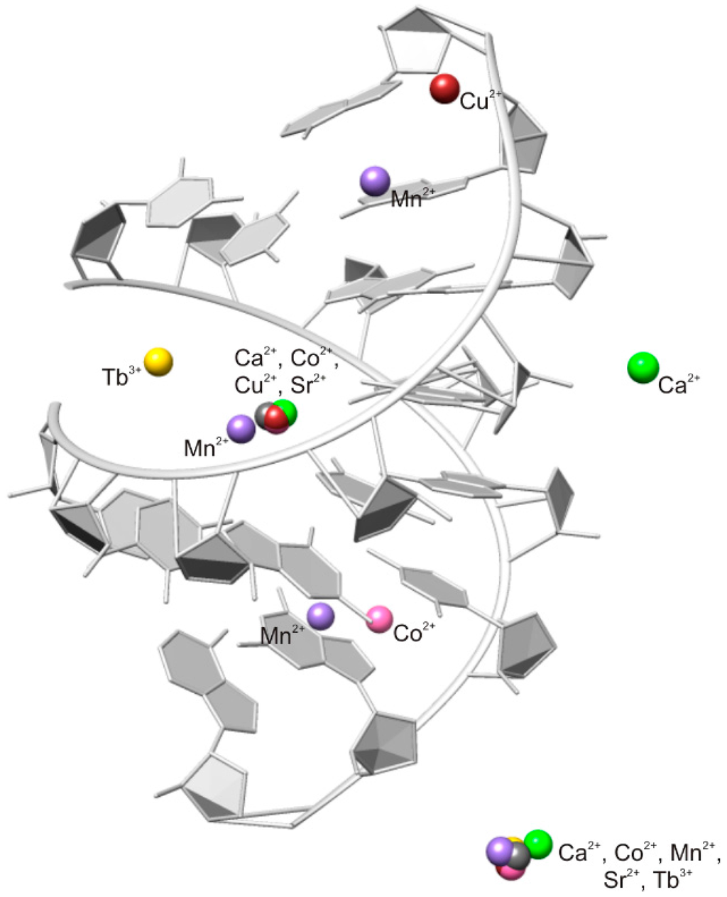 The X-ray Structures of Six Octameric RNA Duplexes in the Presence of ...
