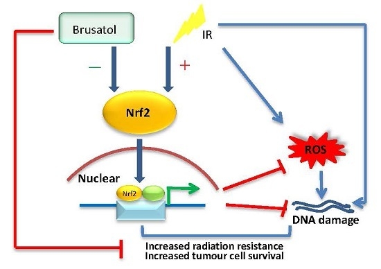 IJMS | Free Full-Text | Brusatol Enhances the Radiosensitivity of A549 ...
