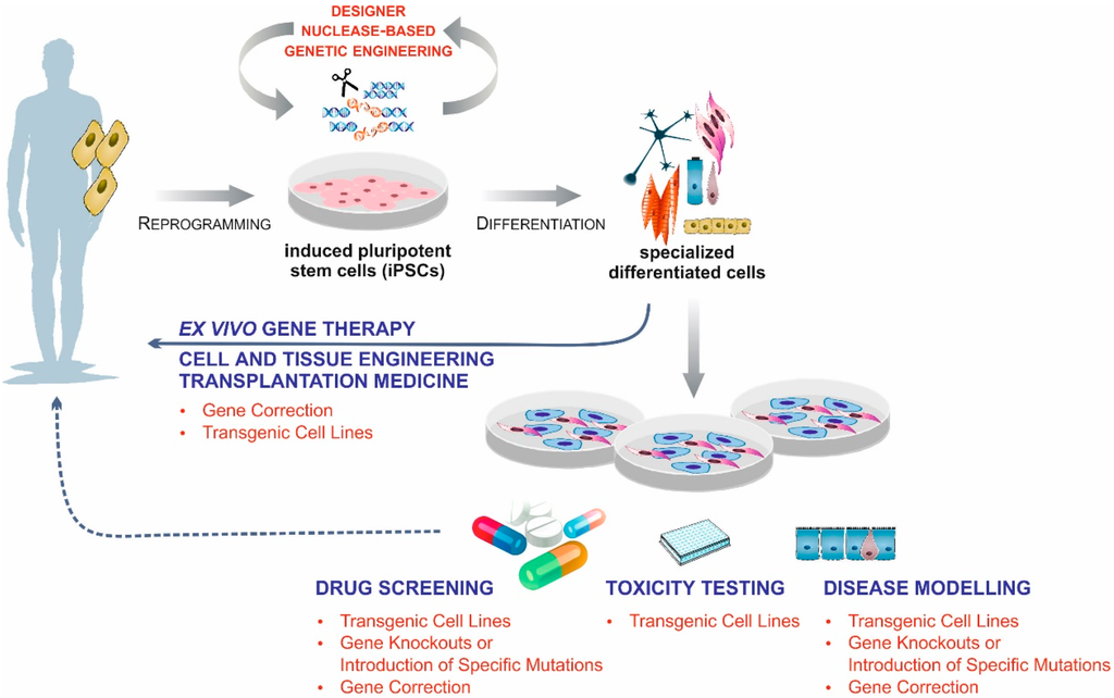 Site-Specific Genome Engineering in Human Pluripotent Stem Cells