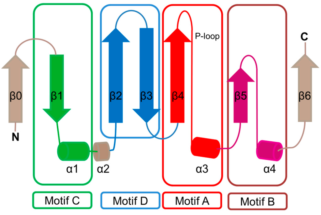 Structure and Functional Diversity of GCN5-Related N-Acetyltransferases ...