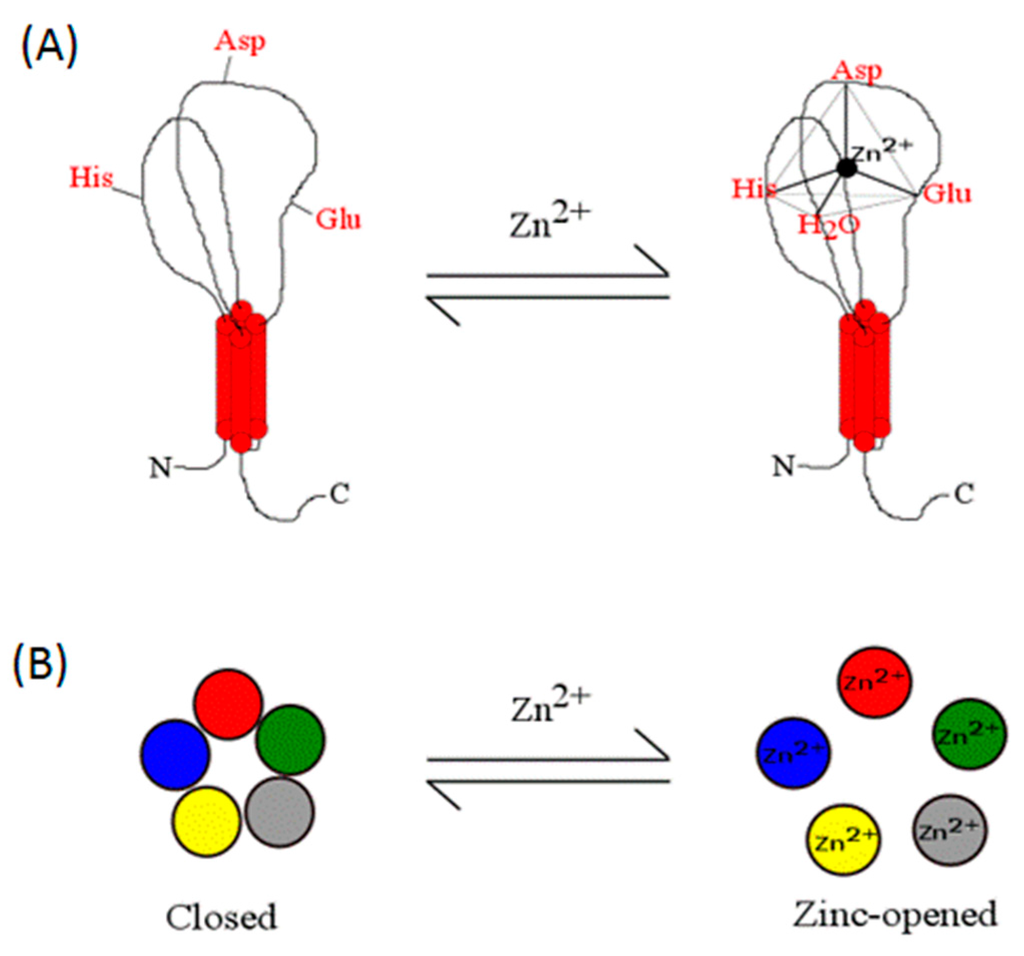 Zinc as Allosteric Ion Channel Modulator: Ionotropic Receptors as ...