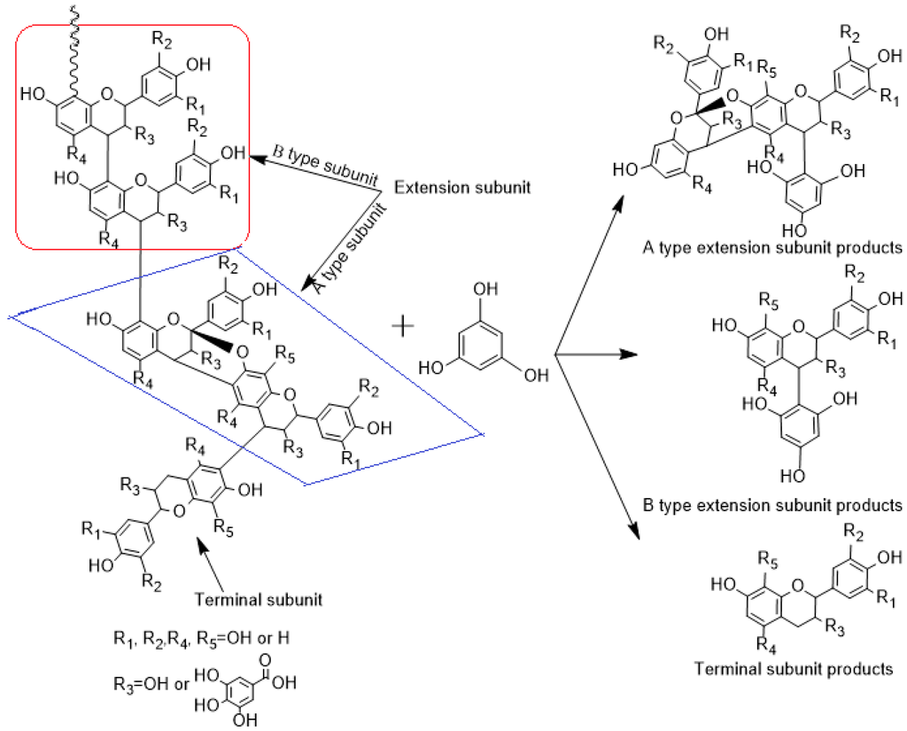 Transformation of Litchi Pericarp-Derived Condensed Tannin with ...