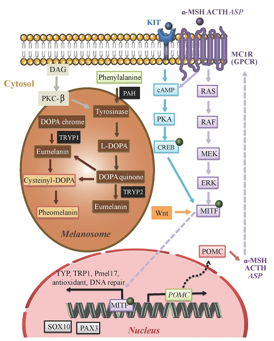 IJMS | Free Full-Text | Signaling Pathways in Melanogenesis