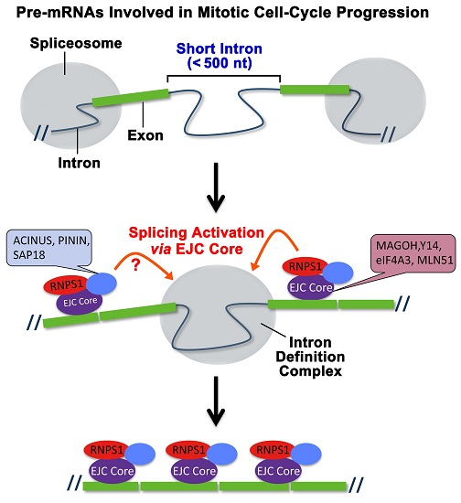 IJMS | Free Full-Text | The Exon Junction Complex Controls the ...