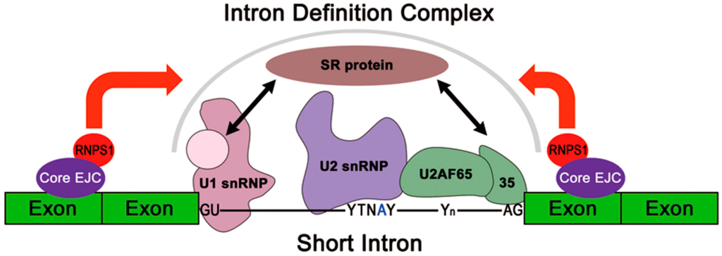 IJMS | Free Full-Text | The Exon Junction Complex Controls the ...