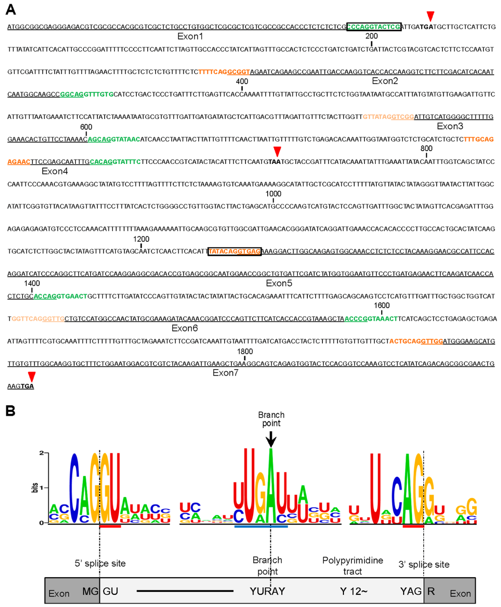 IJMS | Special Issue : Pre-mRNA Splicing 2016