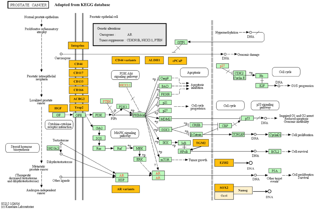 Current Stem Cell Biomarkers and Their Functional Mechanisms in ...