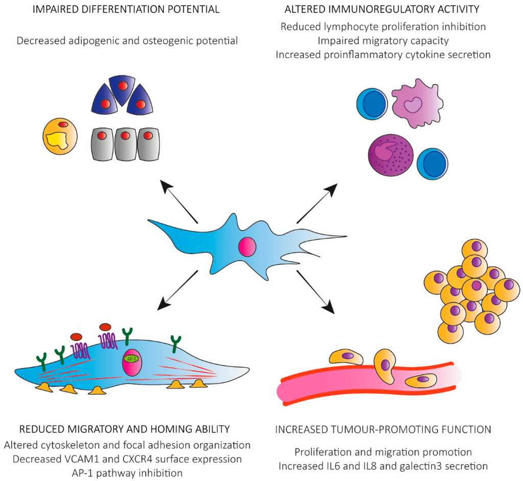 Senescence in Human Mesenchymal Stem Cells: Functional Changes and ...