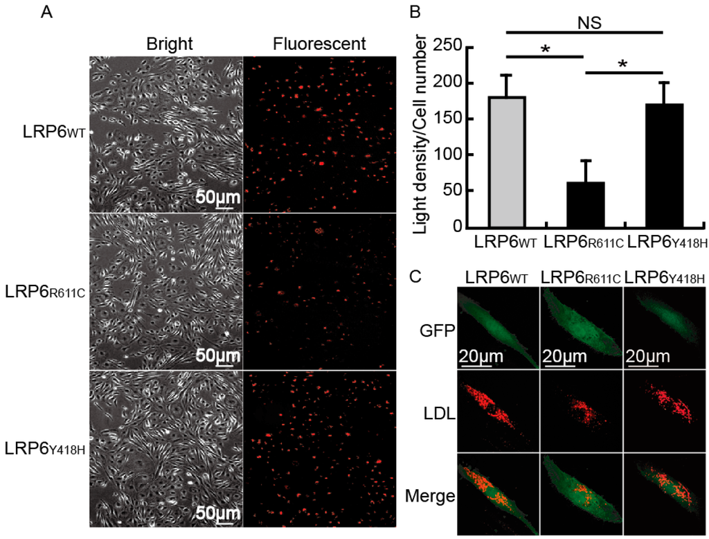 Mutant LRP6 Impairs Endothelial Cell Functions Associated with Familial ...