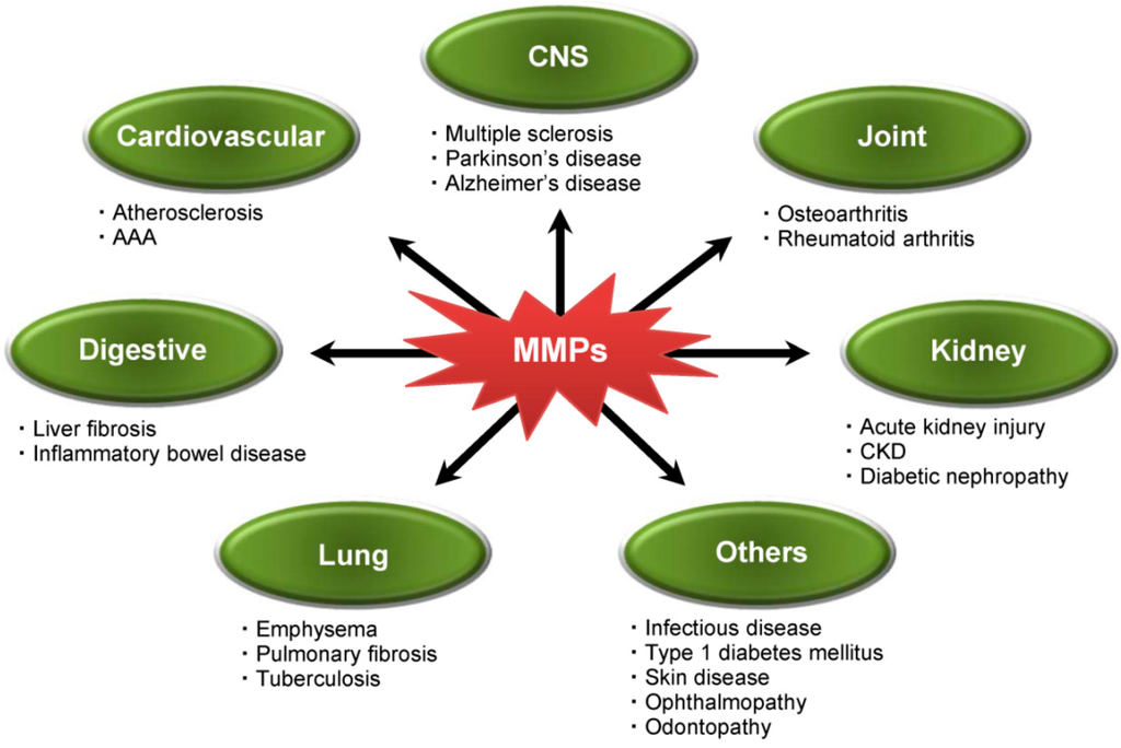 Matrix Metalloproteinases in Non-Neoplastic Disorders