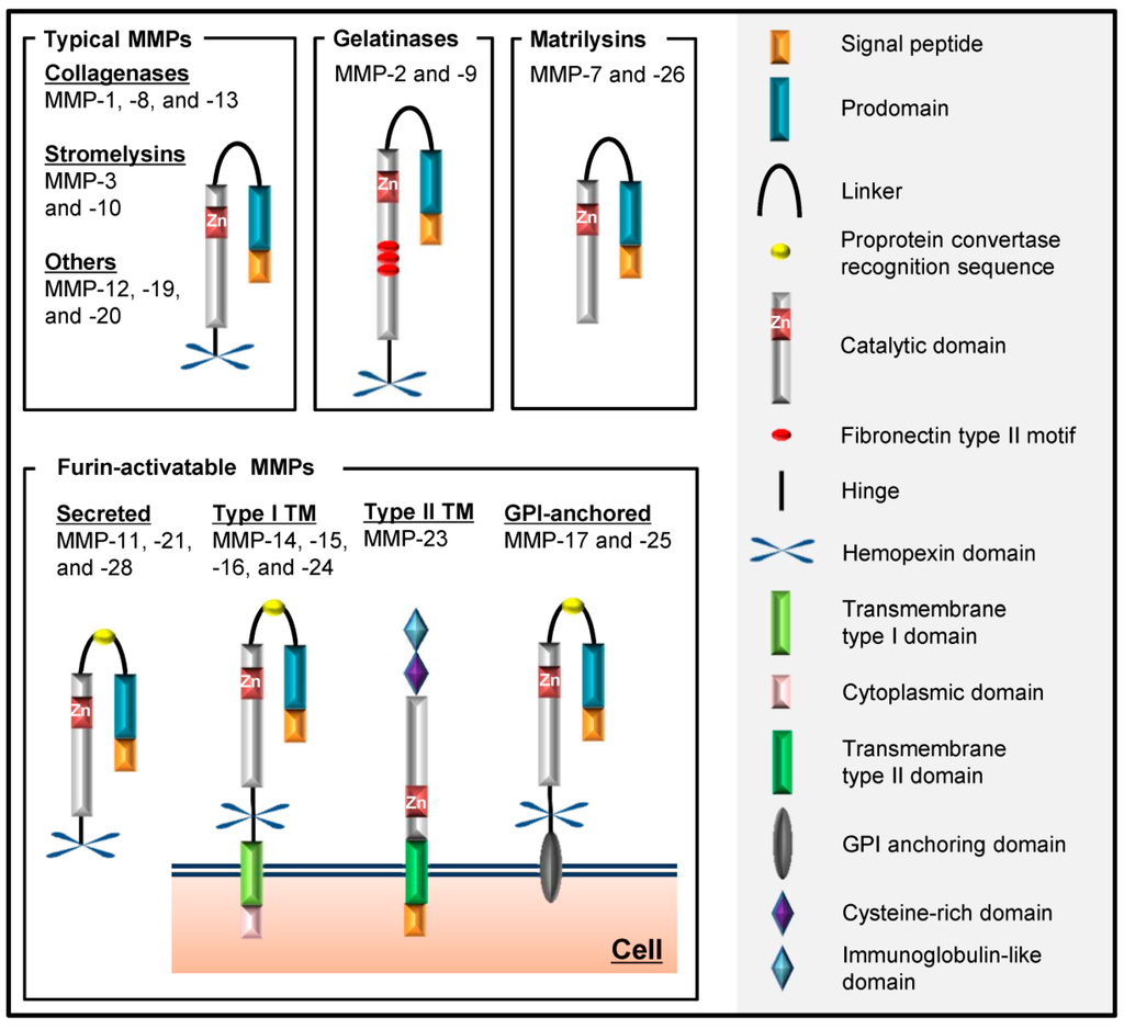 Matrix Metalloproteinases in Non-Neoplastic Disorders
