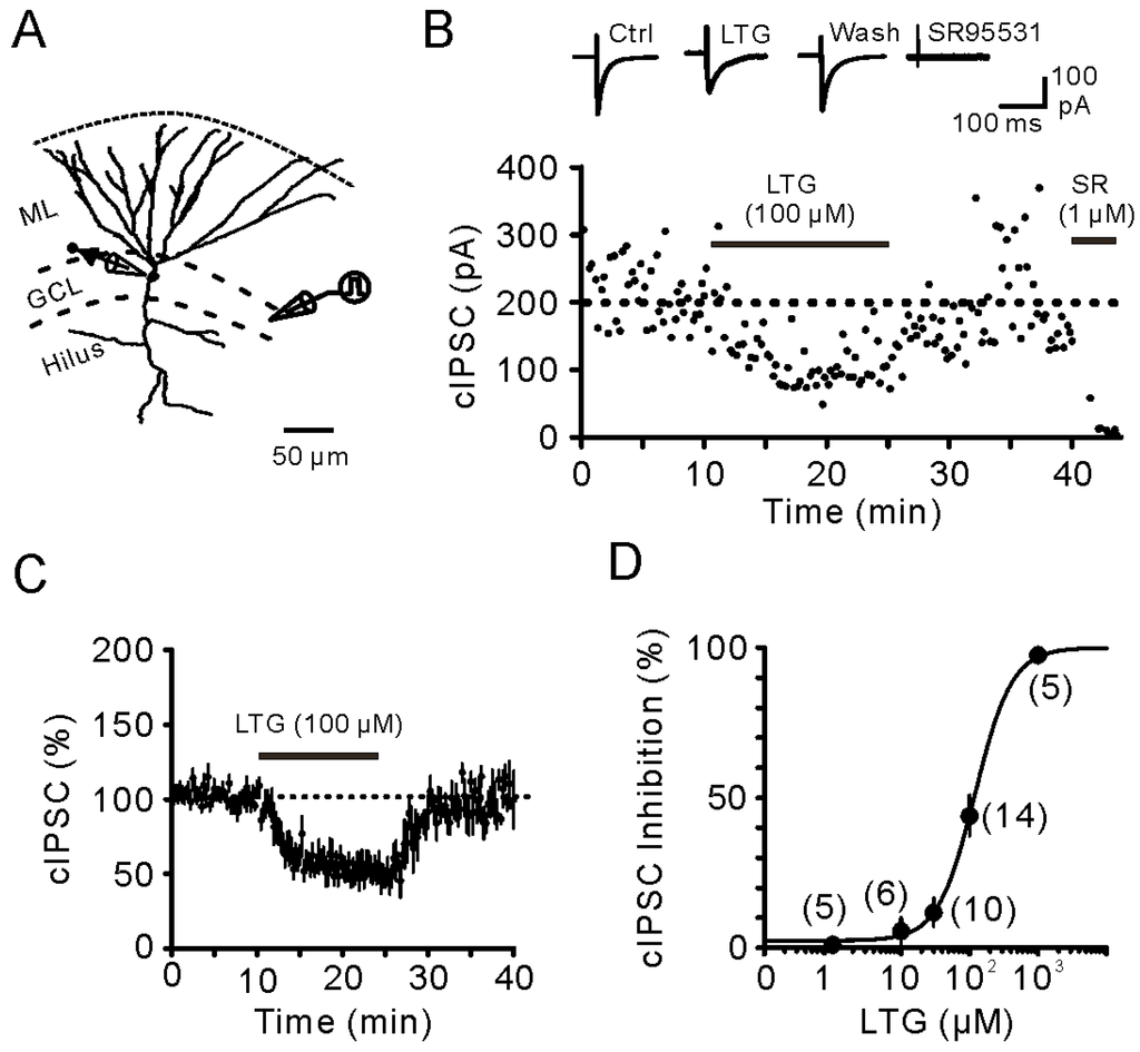 Revisiting the Lamotrigine-Mediated Effect on Hippocampal GABAergic Transmission