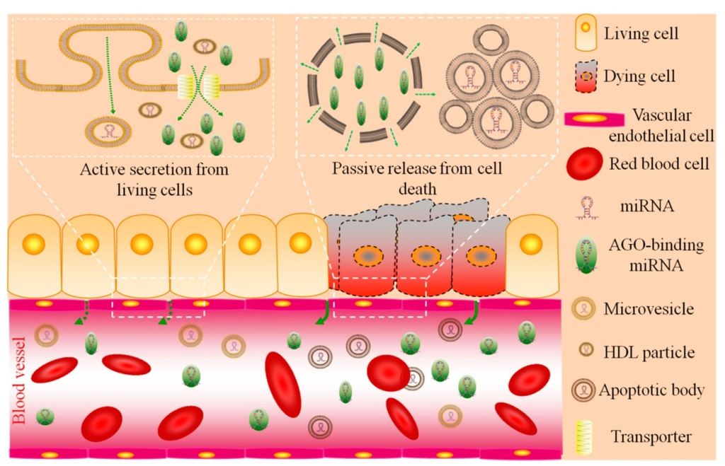 Ijms Free Full Text Circulating Organ Specific Micrornas Serve As