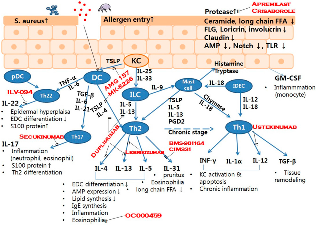 IJMS | Free Full-Text | Molecular Mechanisms of Cutaneous Inflammatory Disorder: Atopic Dermatitis