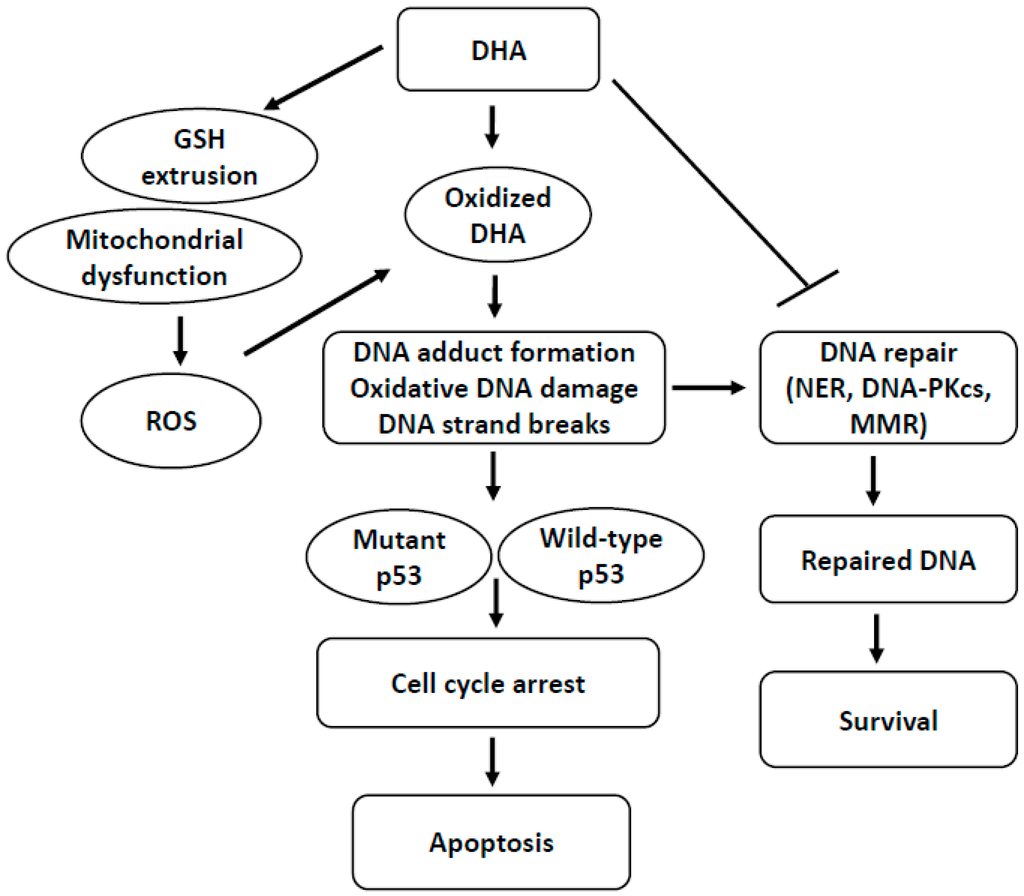 Docosahexaenoic Acid Induces Oxidative DNA Damage and Apoptosis, and ...