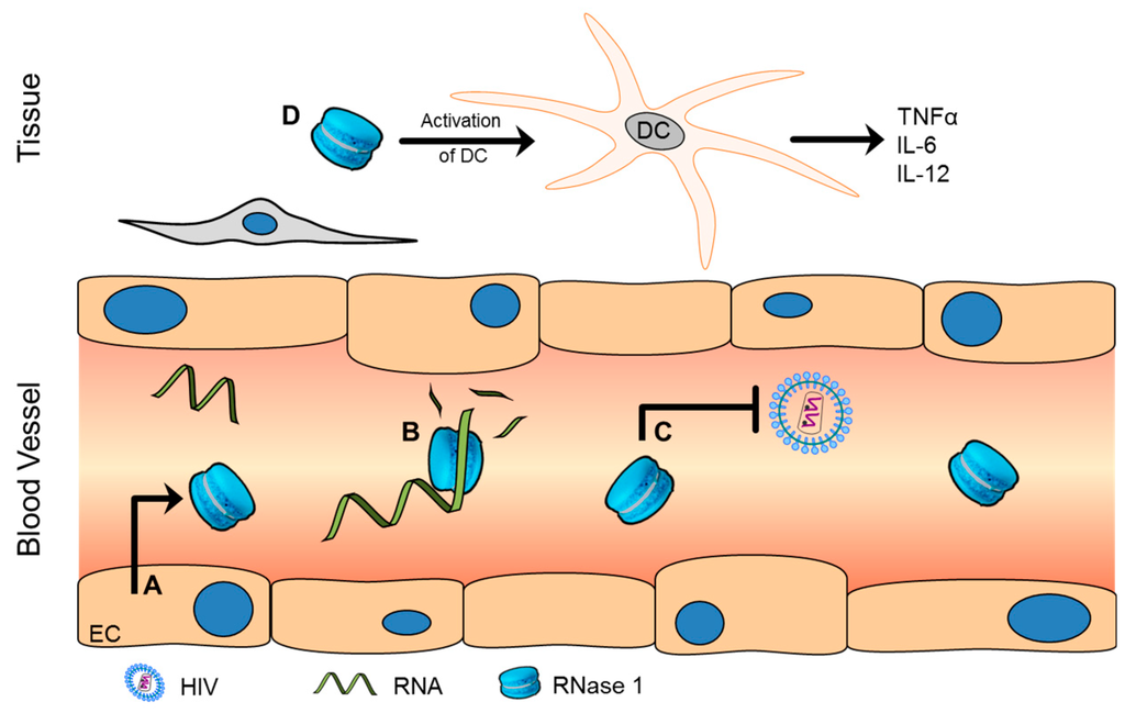 The Ribonuclease A Superfamily in Humans: Canonical RNases as the ...