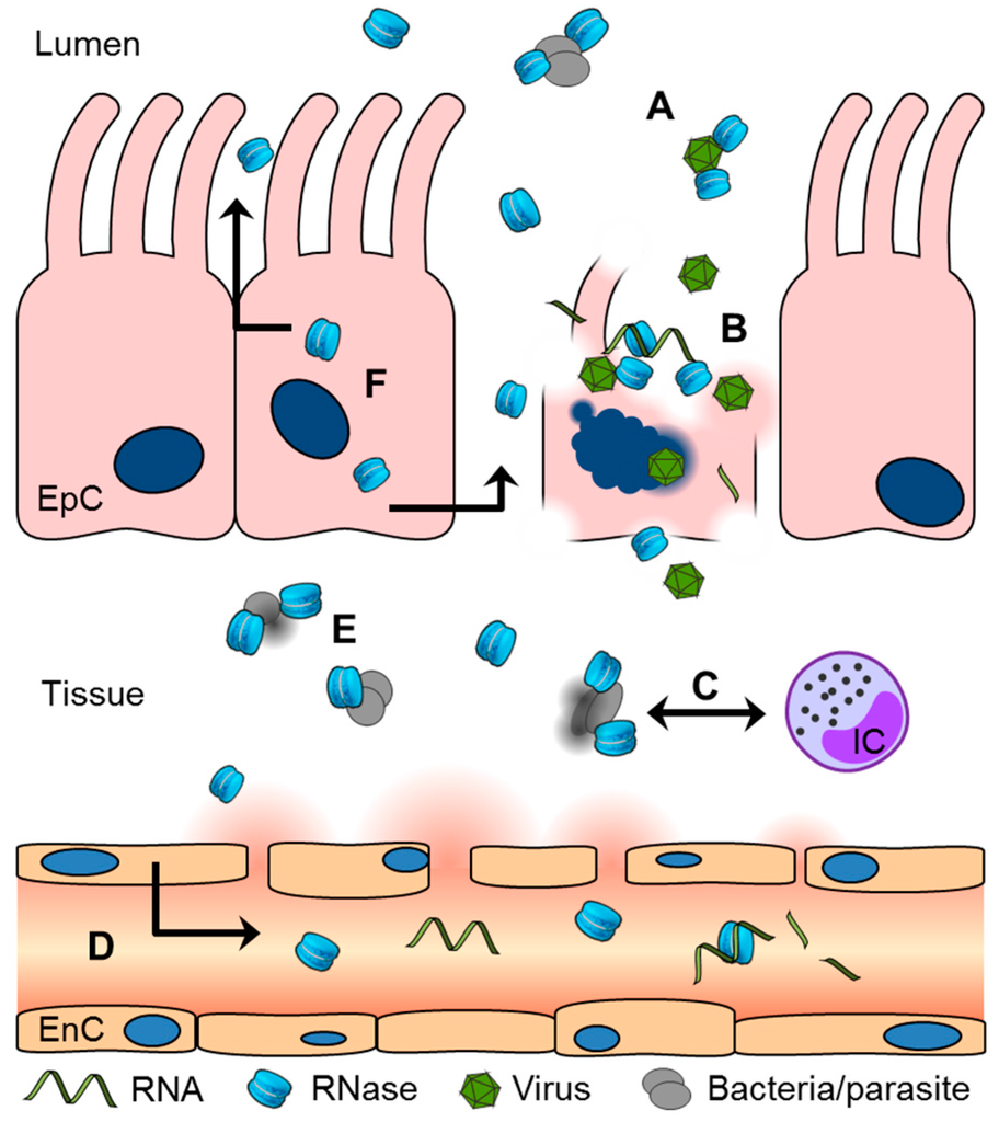 The Ribonuclease A Superfamily in Humans: Canonical RNases as the ...