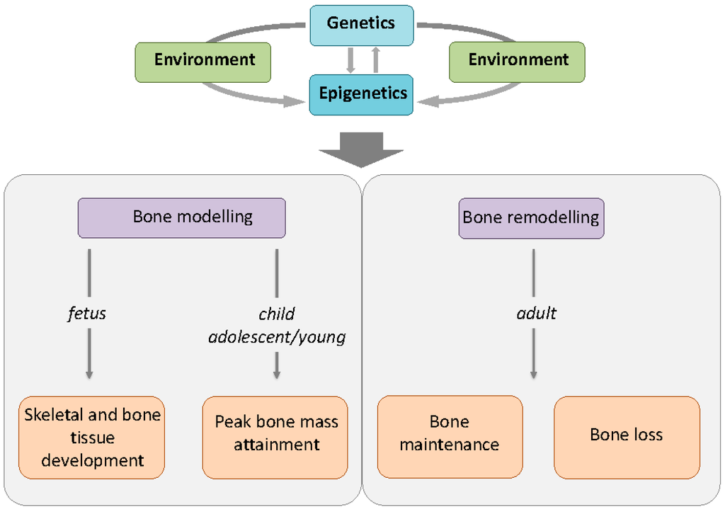 Epigenetic Mechanisms in Bone Biology and Osteoporosis: Can They Drive ...