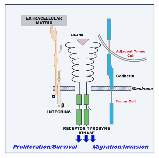 IJMS | Free Full-Text | Guidance of Signaling Activations by Cadherins ...