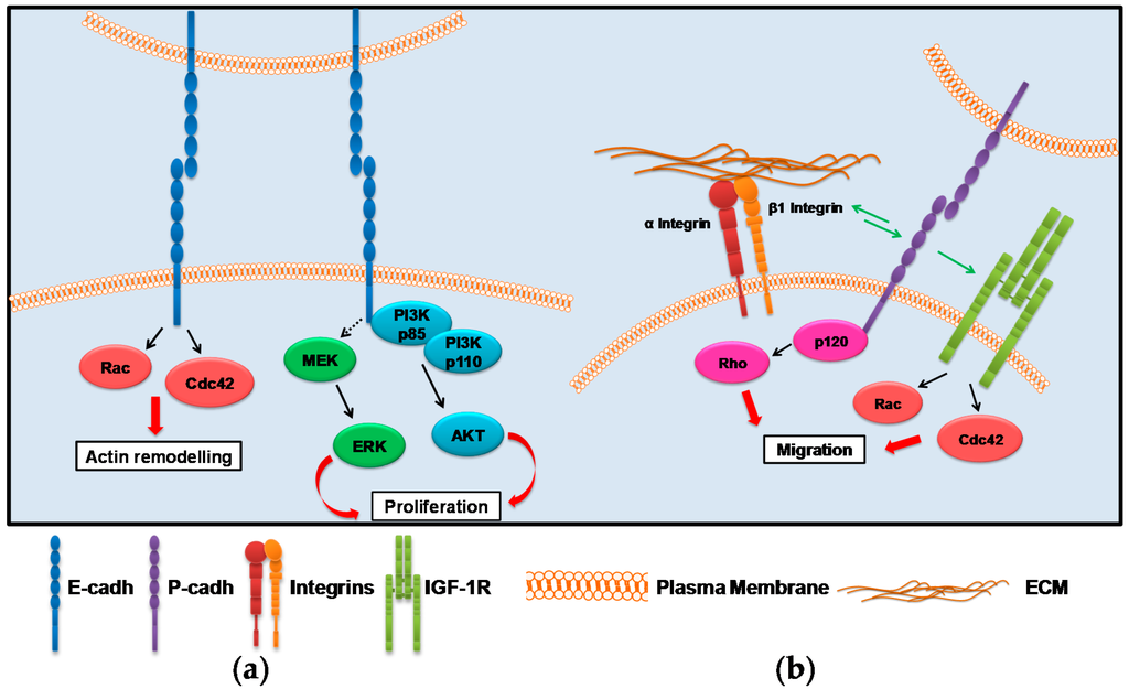 IJMS | Free Full-Text | Guidance of Signaling Activations by Cadherins ...