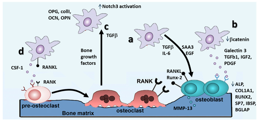 IJMS | Special Issue : Cellular and Molecular Mechanisms of Bone Metastasis