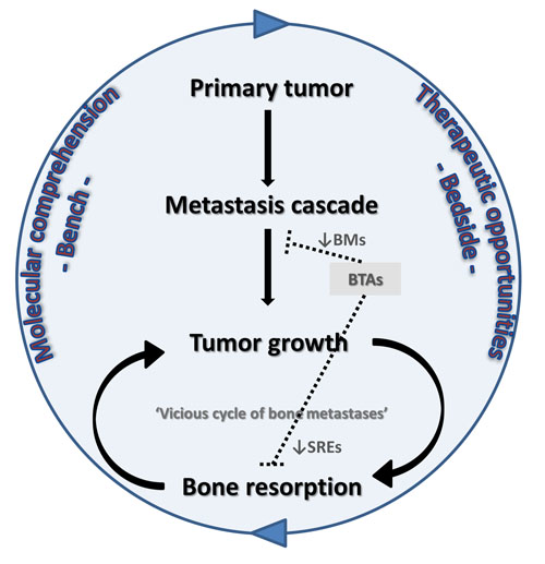 IJMS | Free Full-Text | Molecular Mechanisms of Bone Metastasis: Which ...