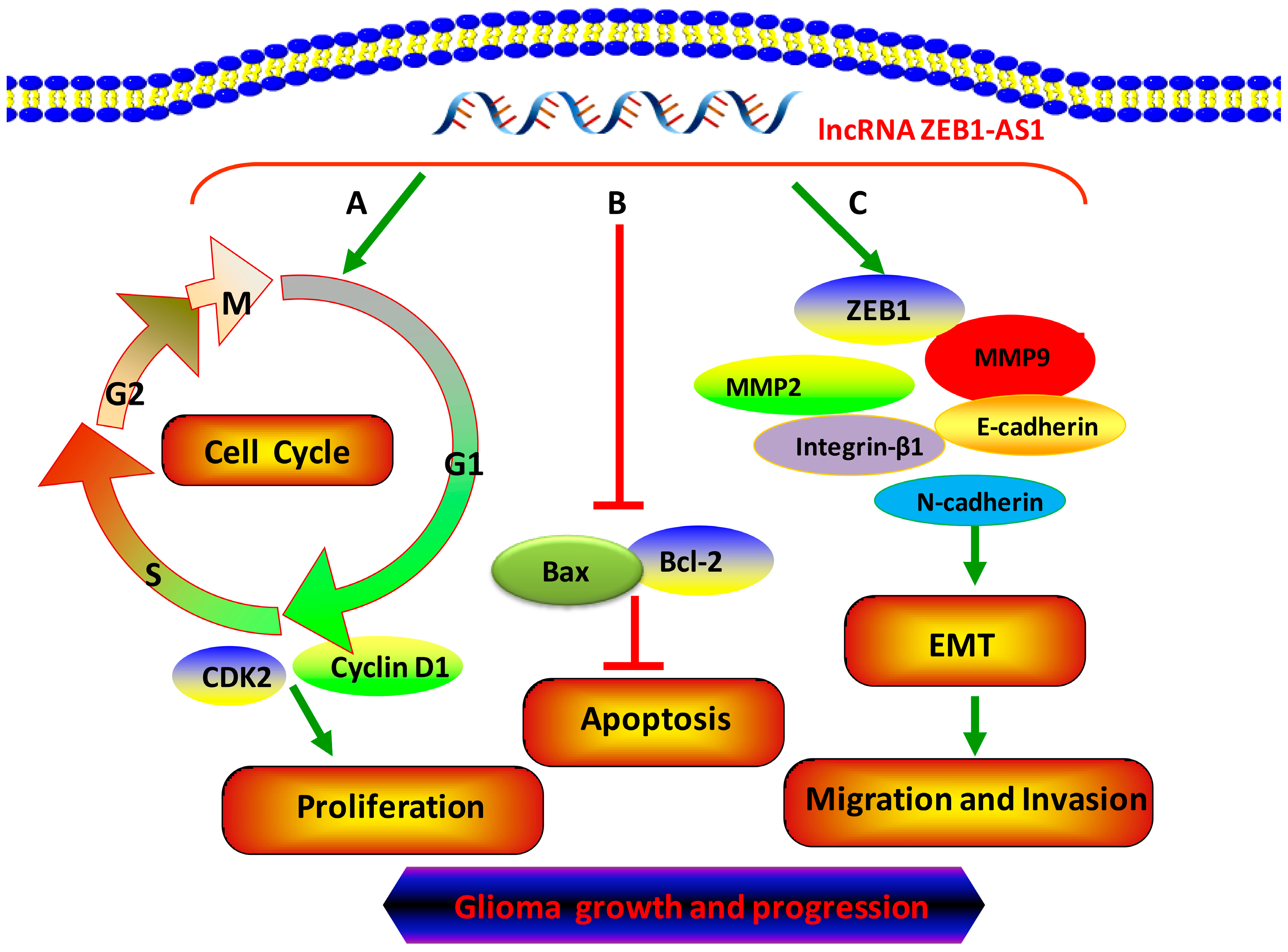 Ijms Free Full Text A Long Noncoding Rna Zeb1 As1 Promotes