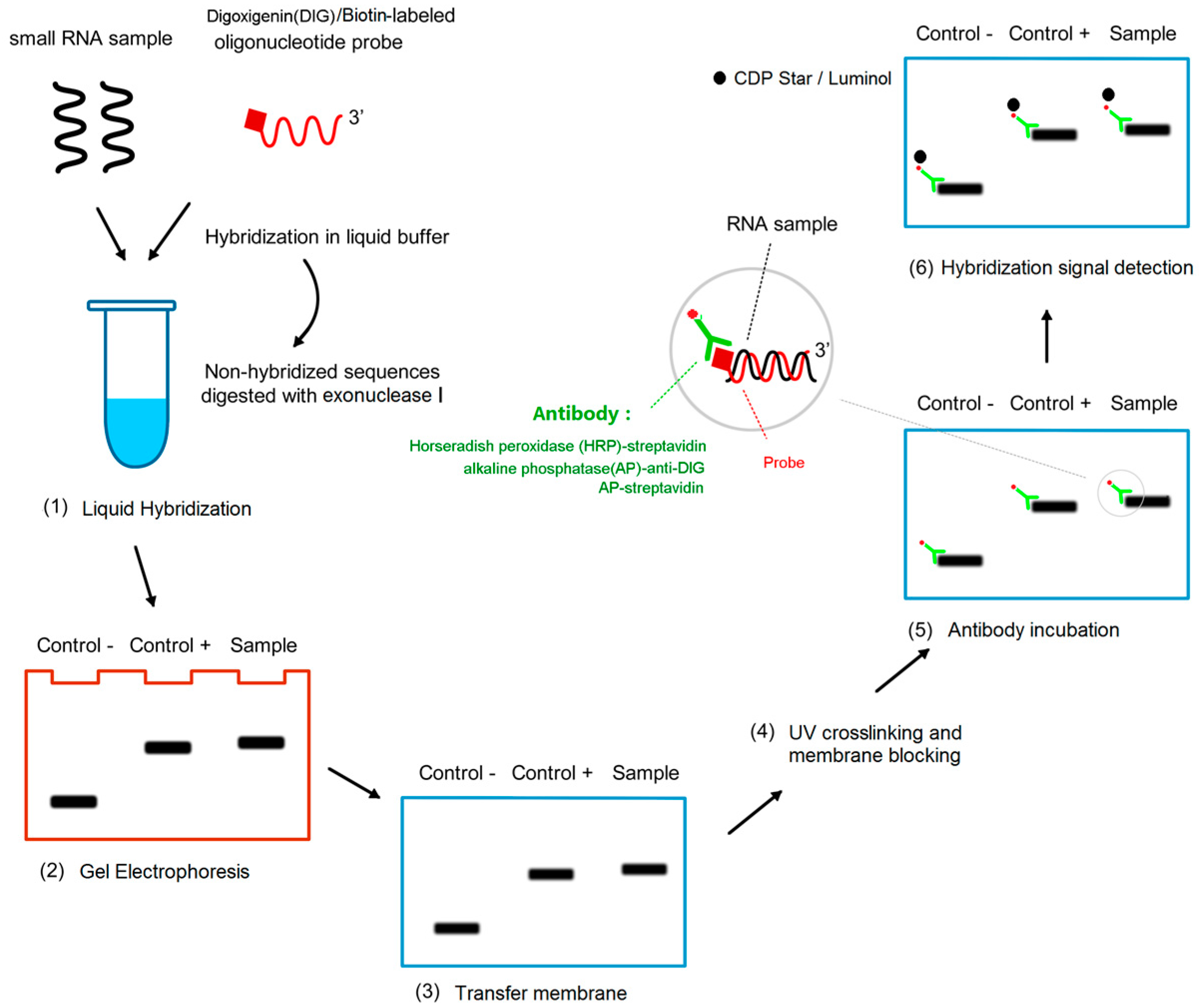 Ijms Free Full Text Liquid Hybridization And Solid Phase Detection