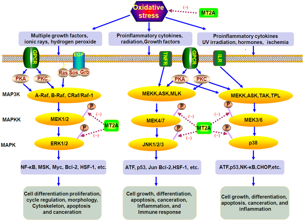 IJMS | Free Full-Text | Mammalian Metallothionein-2A and Oxidative Stress