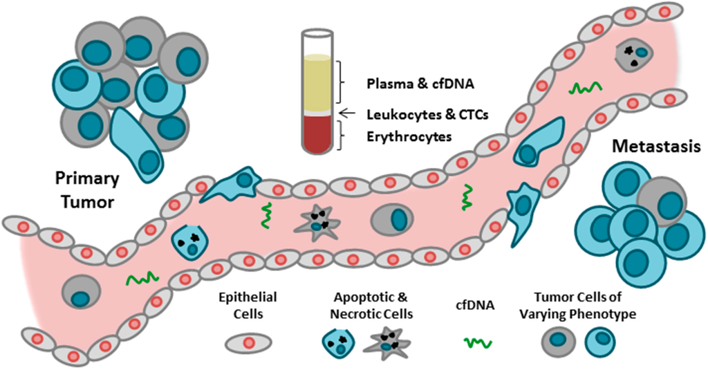 Circulating Tumor Cells (CTC) and Cell-Free DNA (cfDNA) Workshop 2016: Scientific Opportunities ...