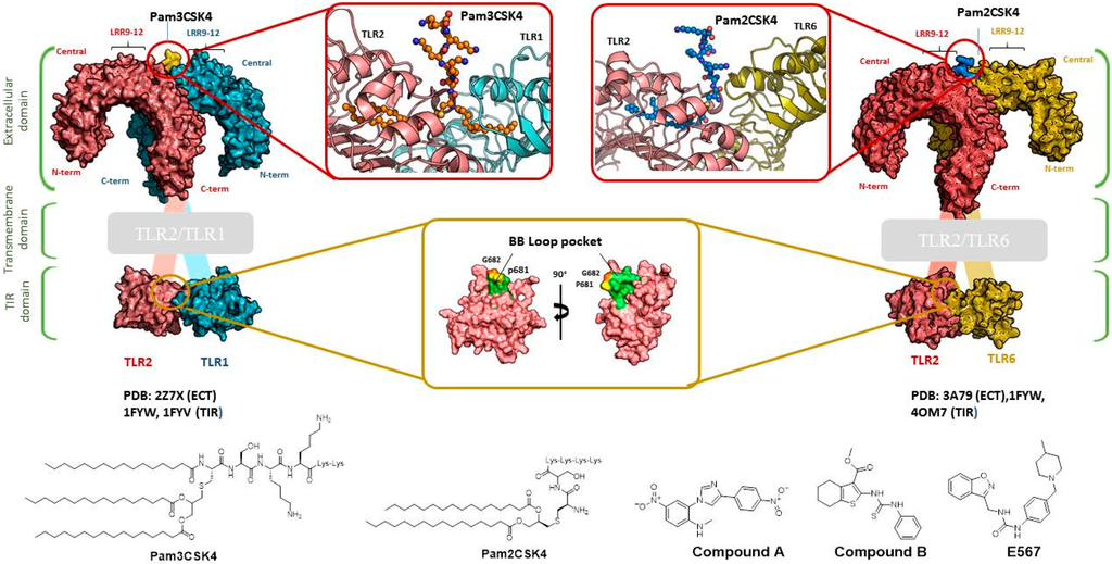 Virtual Screening Approaches towards the Discovery of Toll-Like ...