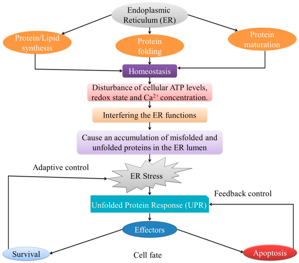 ER Stress-Mediated Signaling: Action Potential and Ca2+ as Key Players