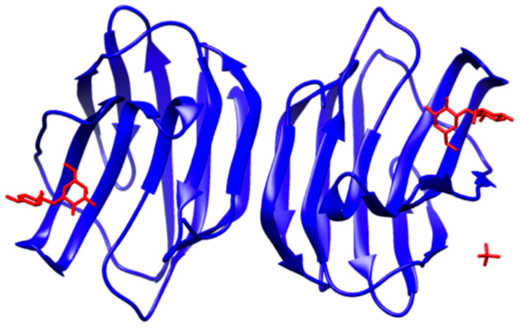 The Role of Galectin-1 in Cancer Progression, and Synthetic Multivalent ...