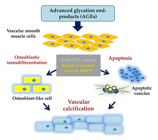 IJMS | Free Full-Text | Advanced Glycation End-Products Induce ...
