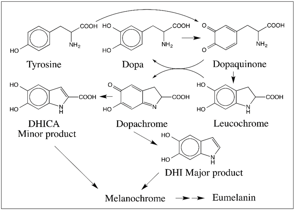 IJMS | Special Issue : Biochemistry and Mechanisms of Melanogenesis
