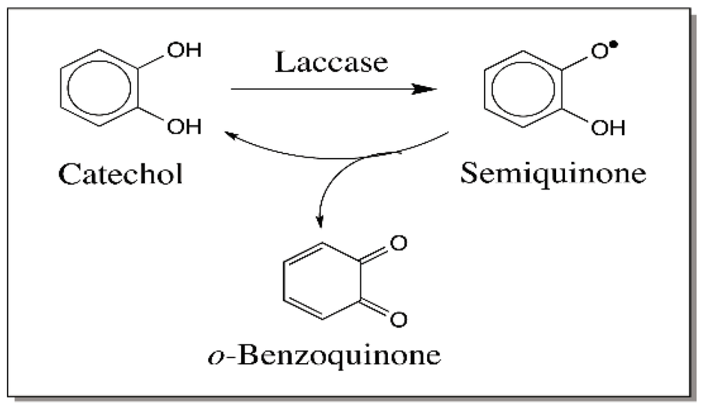 IJMS | Free Full-Text | Reactivities of Quinone Methides versus o ...