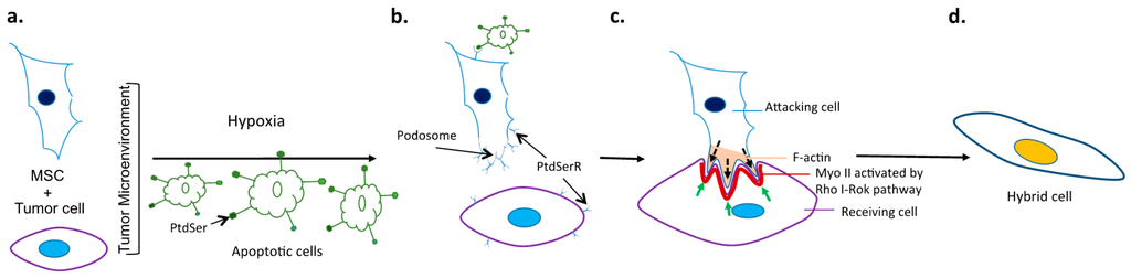 IJMS | Free Full-Text | Cancer Cell Fusion: Mechanisms Slowly Unravel