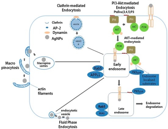 Silver Nanoparticle-Mediated Cellular Responses in Various Cell Lines ...