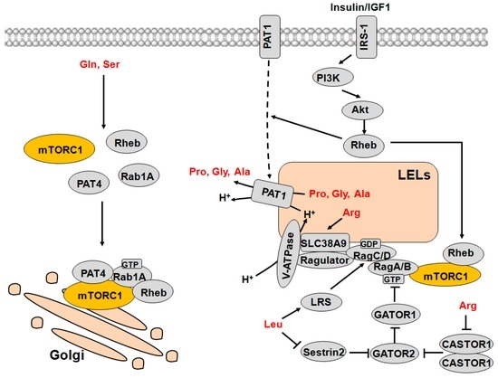 Recent Advances in Understanding Amino Acid Sensing Mechanisms that ...